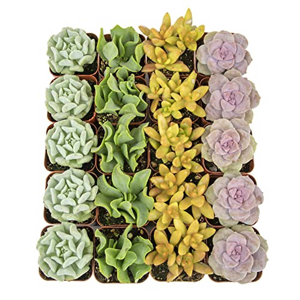 Succulents Plants Live (20PK) Potted Succulent Plants Live House Plants, Cactus Plants Live Plants Indoor Plants Live Houseplants, Indoor Plant Succulents Live Plant House Plant by Plants for Pets