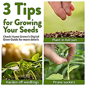 Heirloom Tomato Seeds for Planting (10pk) w/Basil Seeds | 100% Non-GMO Tomatoes: Cherry, Roma, Beefsteak, Zebra, Yellow Plum, Amish Paste, Cherokee, Krim, Italian Basil, Thai Basil Seed