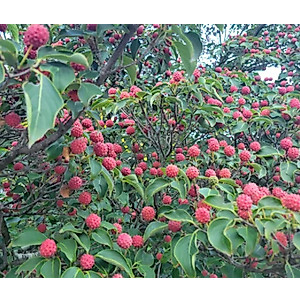 Kousa Dogwood Seeds for Planting - 30 Seeds - Cornus kousa