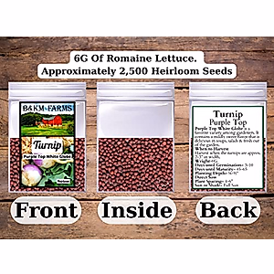 6 Grams 2500 Purple Top White Turnip Seeds for Planting Non-GMO Heirloom Vegetables Variety Seed Packet Instructions to Plant Home Vegetable Garden Great for Summer Fall & Winter Gardens B&KM Farms