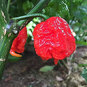 Wayland Chiles Carolina Reaper Seeds (Red)