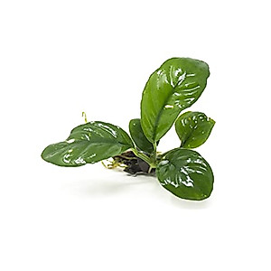 Live Aquarium Plants, Anubias Coffeefolia, Anubias Aquarium Plant, Aquarium Plants Live Fish Tank Decorations, Live Fish Freshwater Aquarium Plants, Terrarium Live Plants, Water Plants By Aquatic Arts