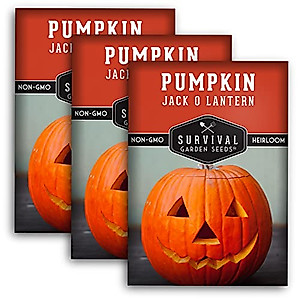 Survival Garden Seeds - Jack-O-Lantern Pumpkin Seed for Planting - 3 Packs with Instructions to Plant and Grow Orange Carving Pumpkins in Your Home Vegetable Garden - Non-GMO Heirloom Variety