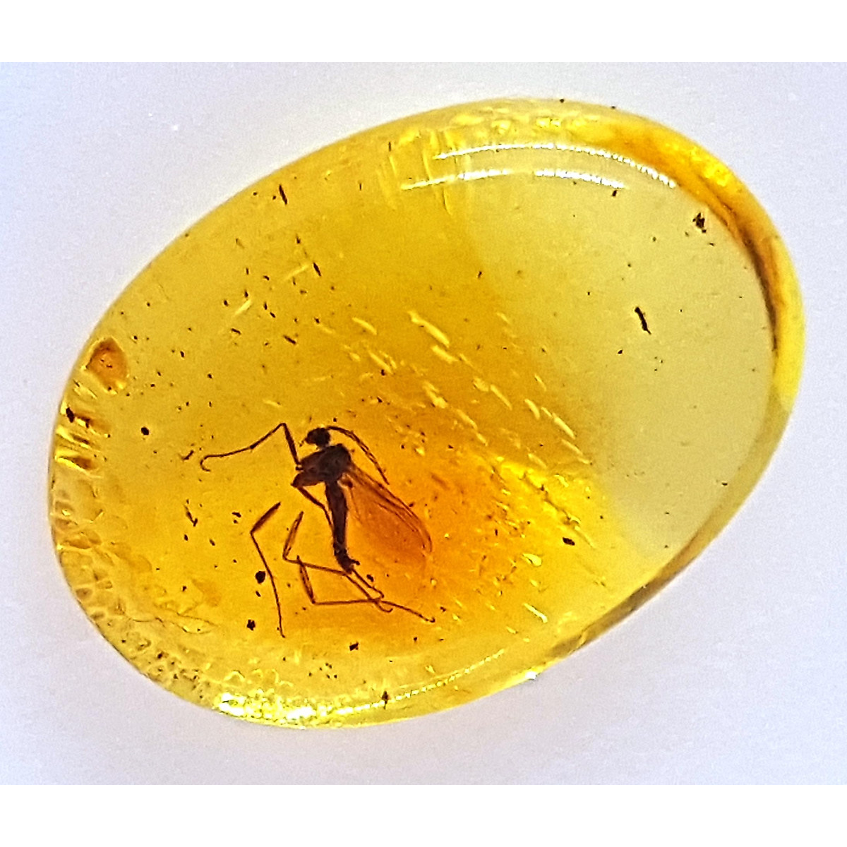 Genuine Fossil Baltic Amber with Inclusion with Magnifying Box/Beautiful Museum Grade