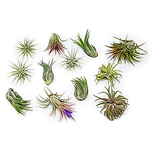 12 Pack Assorted Ionantha Air Plants - Wholesale and Bulk - Succulents - Live Tillandsia - Easy Care Indoor and Outdoor House Plants