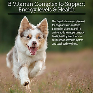 Rx Vitamins Amino B-Plex Cat & Dog Supplement - Vitamin B Complex Liquid Plus Amino Acids for Dogs & Cats - Appetite Booster and Cat & Dog Weight Gainer - Cat and Dog Supplements & Vitamins - 8 oz