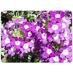 100+ Mix Moss Verbena Seeds Flower Violet Annual Garden