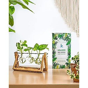 Ivolador Desktop Propagation Station, Bulb Plant Terrarium with Retro Solid Wooden Stand and Metal Swivel Holder for Hydroponics Plants Home Garden Wedding Decor (3 Bulb-C Type)