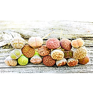 Pack of 10 Live Small Exotic Lithops Plant One Year Old Seedlings Perfect for Lithops Starter Great Terrarium Addition (Pack of 10 Seedlings)