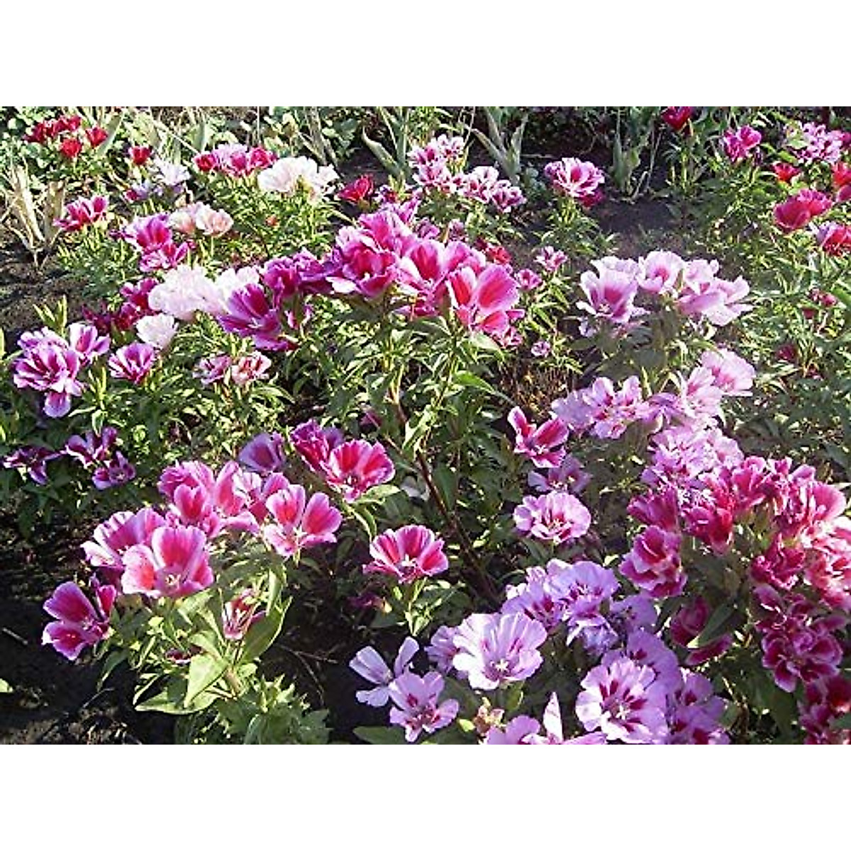 Seeds Satin Flower (Godetia) Mix Large Flower Indoor Garden Beautiful Flowers Annual for Planting Non GMO