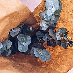 Park Seed Eucalyptus Seeds, Silver Dollar Plant, 50 Seeds per Pack