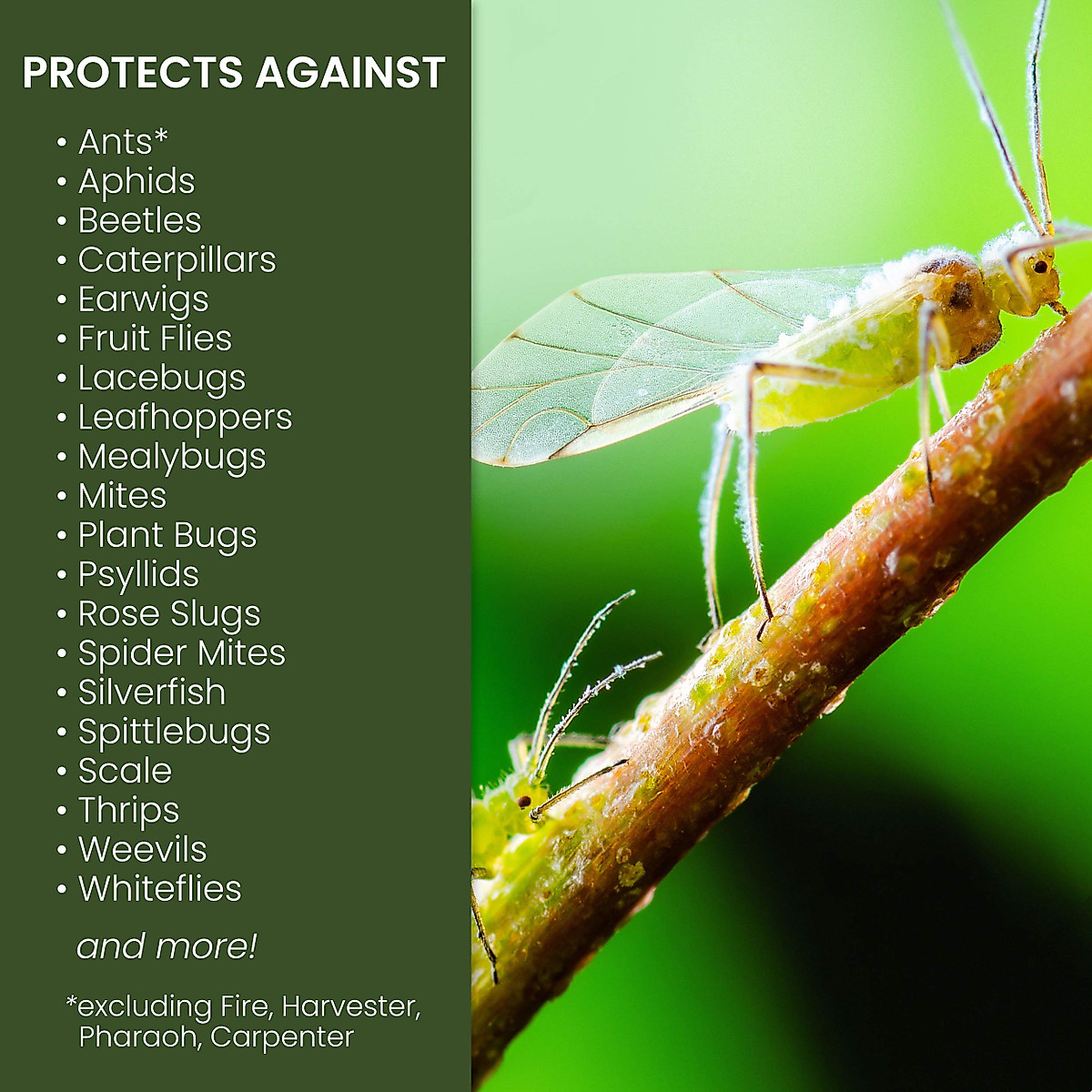 Bayer Advanced 706220B Rose & Flower Insect, Disease & Mite Control, Fungicide, 24 oz, Ready-to-Use