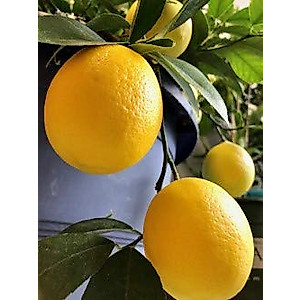 Meyer Lemon Tree 6" To 10" Live Plant