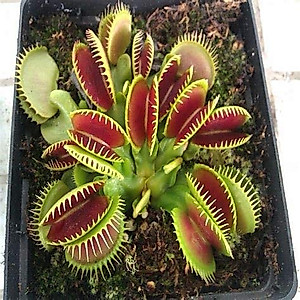 MITRAEE 100 Clip Venus Fly Trap Plant Seeds