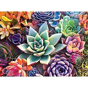 eniref Paint by Numbers for Adults, Drawing On Canvas Paintwork with Paintbrushes Acrylic Paints,Without Frame DIY Succulent Plants Oil Painting for Home Wall Decoration16x20 Inch
