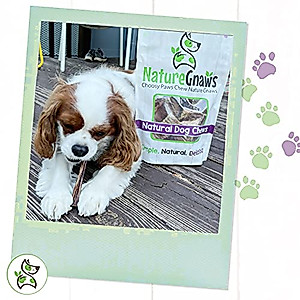 Nature Gnaws Small Bully Sticks for Dogs - Premium Natural Beef Bones - Thin Long Lasting Dog Chew Treats for Light Chewers & Puppies - Rawhide Free - 6 Inch (5 Count)