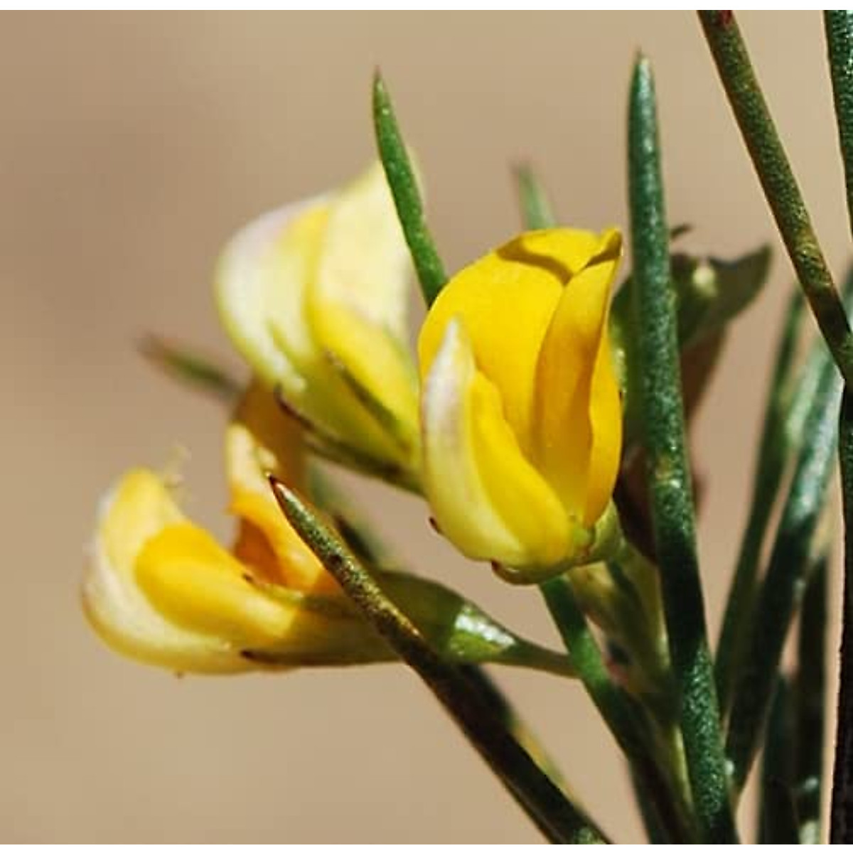 CHUXAY GARDEN Rooibos Seed,Aspalathus Linearis,Bush Tea,Red Tea 100 Seeds Lovely Yellow Flowers Grows in Garden and Pots Great for Making Tea
