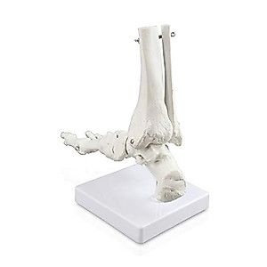 Vision Scientific VAJ211 Foot Skeleton Model (Right) | Shows Distal Portions of The Tibia and Fibula | Fully Articulated | Connected with Flexible Wire to Demonstrate Natural Movement
