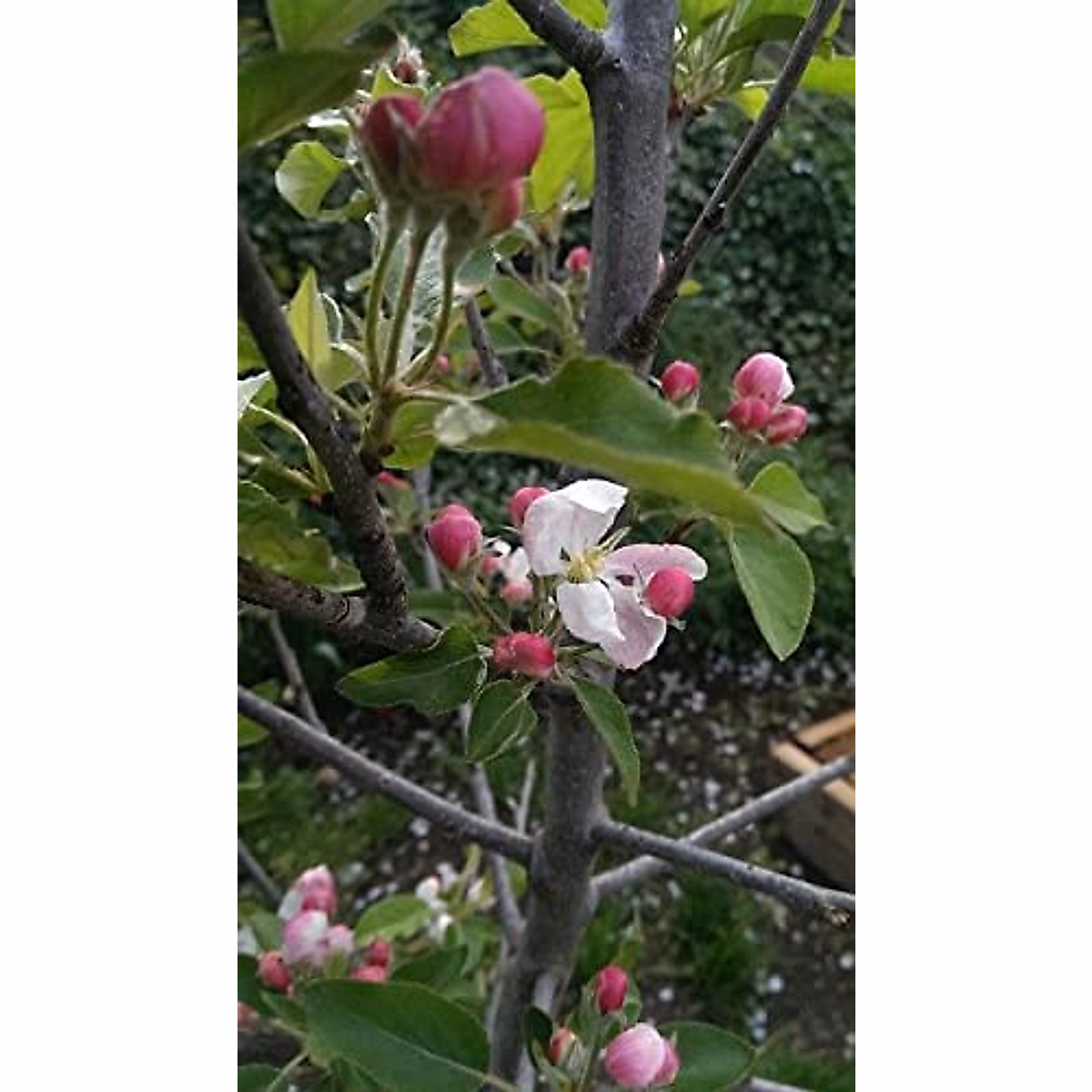 TriStar Plants - Gala Apple Tree - 1 Gallon - No Ship California ...
