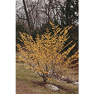 TriStar Plants - American Witch Hazel - 1 Gallon Trade Pot, 3'-4'ft Tall, Native, Hamamelis virginiana, Attracts Pollinators, Fast Growing Trees