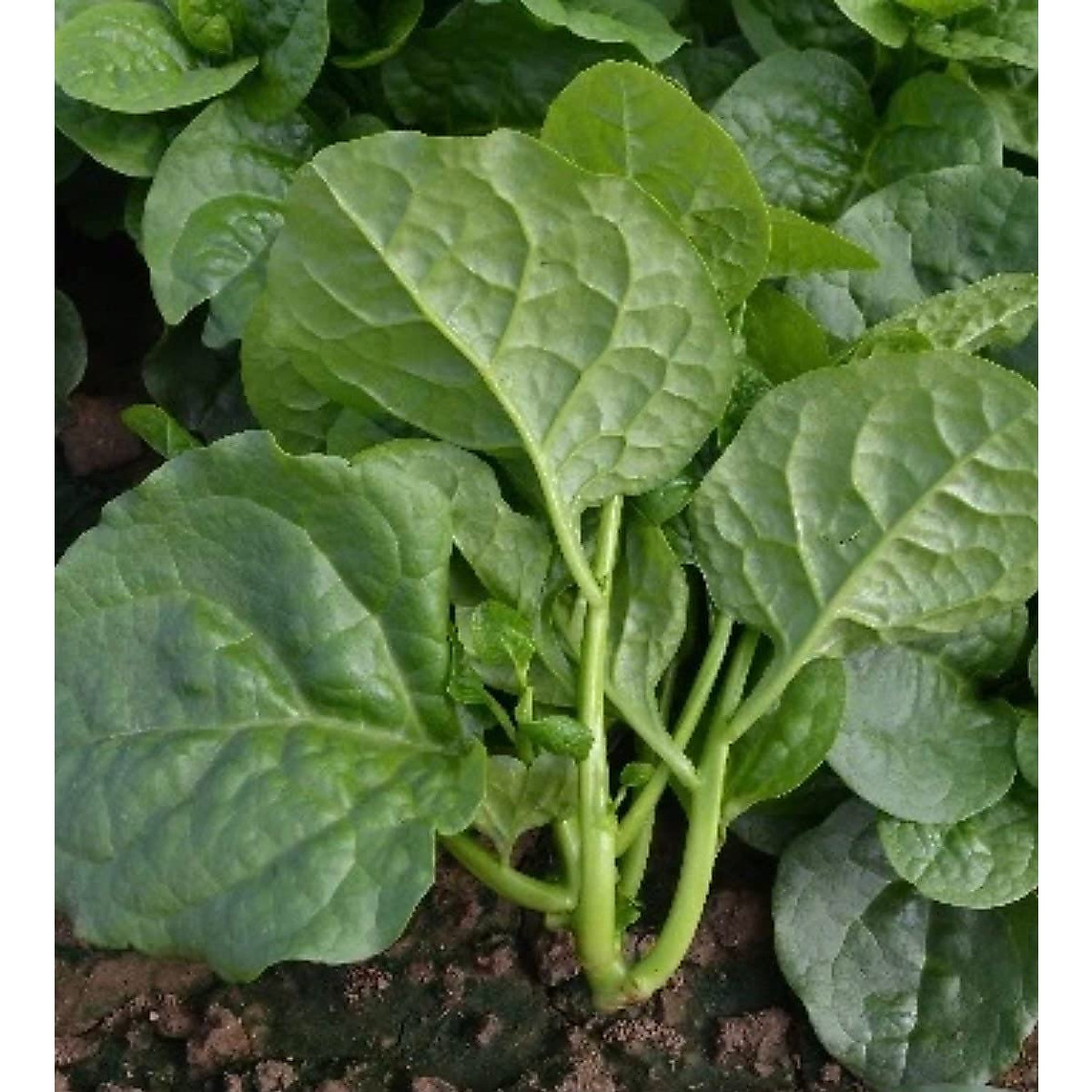 Gaea's Blessing Seeds - Malabar Spinach Seeds - Non-GMO Seeds with Easy to Follow Planting Instructions - Heirloom Big Round Leaf Malabar - 93% Germination Rate