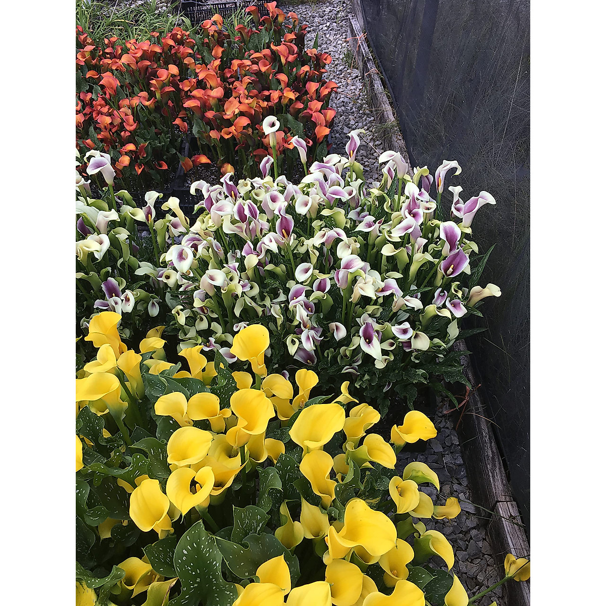 Hybrid Calla Lilies Mixed Value Pack - 5 Bulbs/pkg - Bright Colors Red, Orange, Yellow, Pink