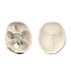 Parco Scientific PB00029 Medical Numbered Human Skull-3 Part | Life Size | from Real Human Skull, Detail Hand Painted Numbering | Sectioned Skullcap | Suture Lines & Full Dentition | Labelled Diagram