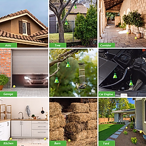 MAGIC CAT Squirrel Repellent Outdoor, 12 Pack Natural Peppermint Oil Squirrel Deterrent for Indoor Attic Pet Family Safe, Rodent Repellent to Keep Squirrel Chipmunk Away from Bird Feeder Garden Yard