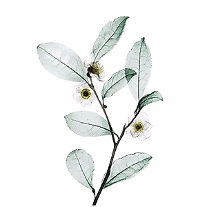 NEXXUS NEXUSS DIAMETRESS Volumizing Shampoo 13.50 oz (Pack of 2)