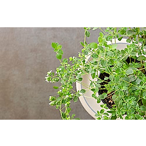 Italian Oregano Seeds for Planting, 2500+ Heirloom Seeds Per Packet, (Isla's Garden Seeds), Non GMO Seeds, Botanical Name: Origanum vulgare, Great Home Herb Garden Gift