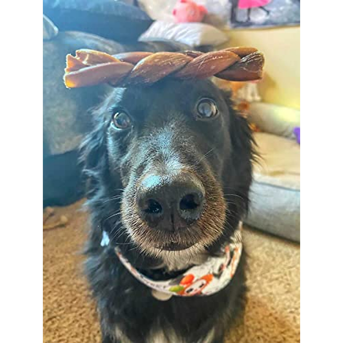 hotspot pets Braided Bully Sticks for Dogs - Premium All Natural Long Lasting Twisted Beef Pizzle Dog Chew Treats - Grain Free Fully Digestible Rawhide Alternative - 6 Inch Stix (10 Pack)