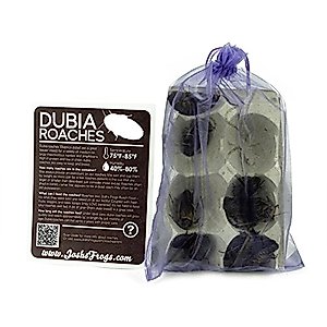 Josh's Frogs Adult Male Dubia Roach (10 Count)