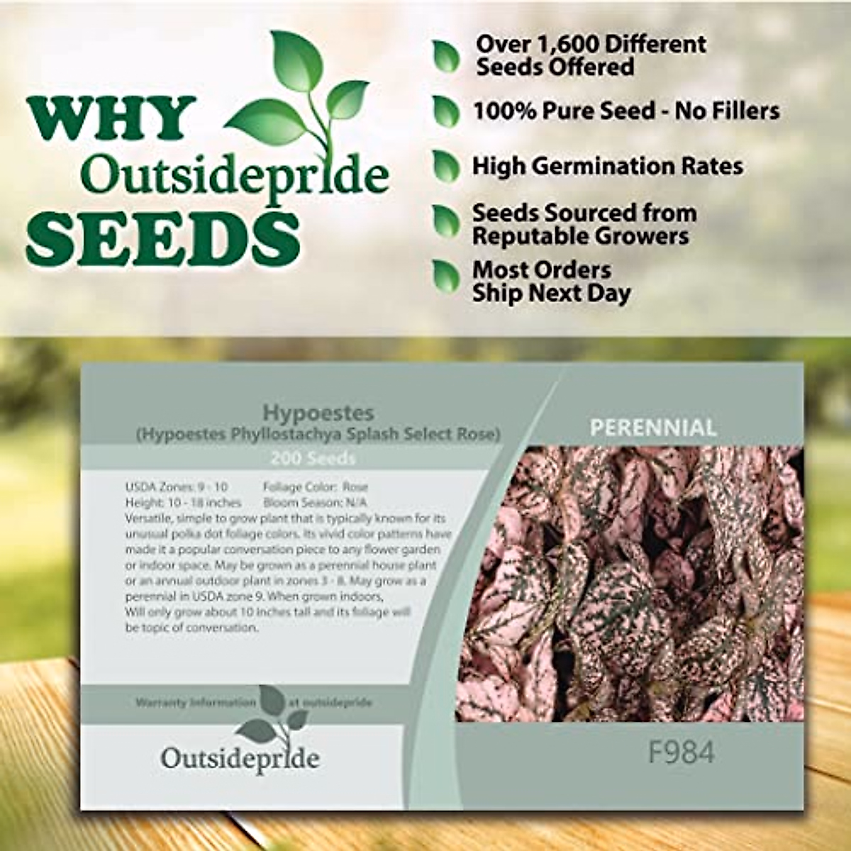 Outsidepride Hypoestes Splash Rose Polka Dot Container or Bedding Plant for Shade Gardens - 200 Seeds