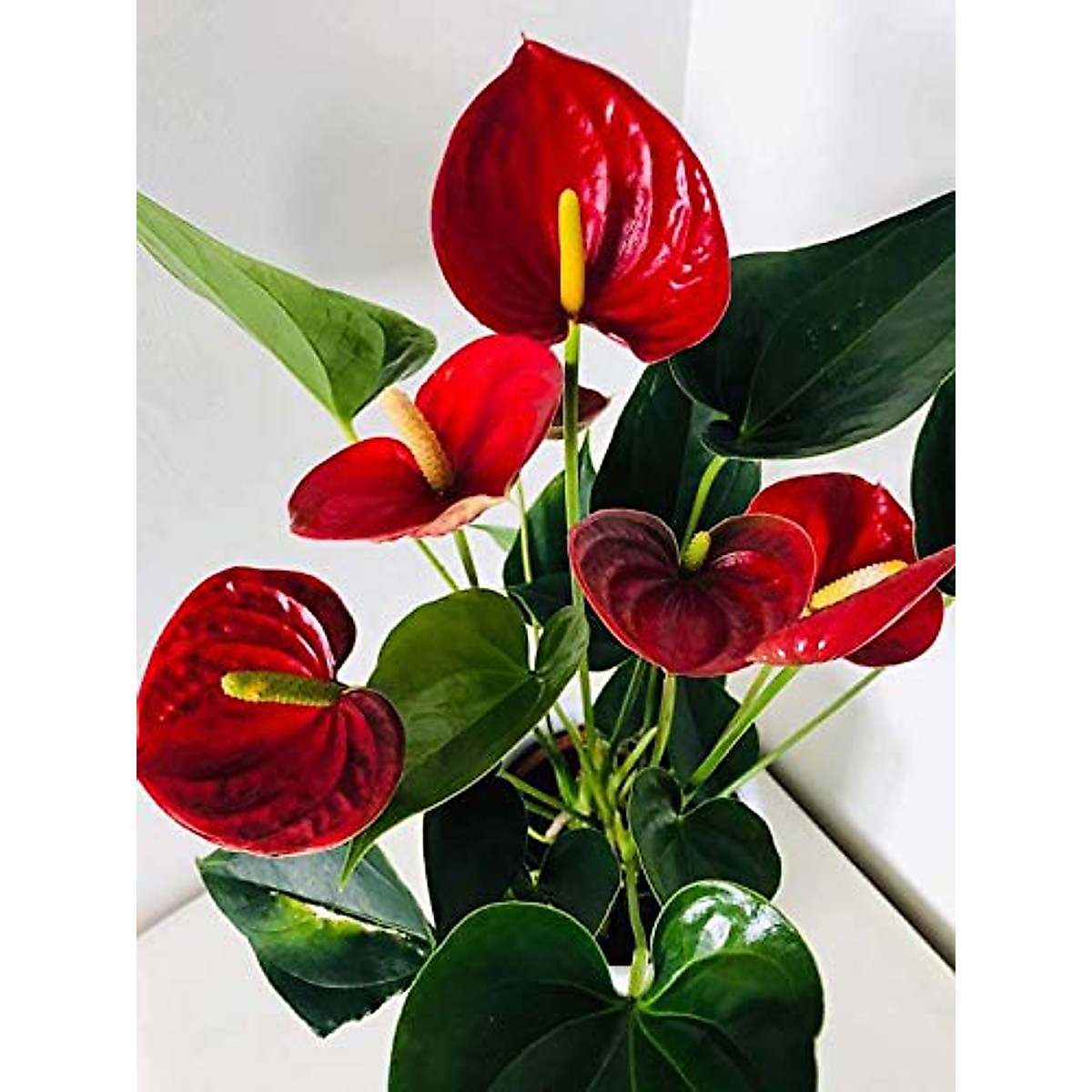 15 Red Anthurium Plant Seeds for Growing Indoor, Ornaments Perennial Garden Simple to Grow Pot