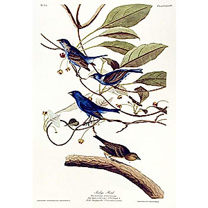 Indigo Bird. From"The Birds of America" (Amsterdam Edition)