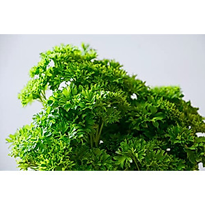 Sow Right Seeds - Curly Leaf Parsley Seed for Planting - Non-GMO Heirloom - Instructions to Plant and Grow a Kitchen Herb Garden, Indoor or Outdoor; Great Gardening Gift (1)