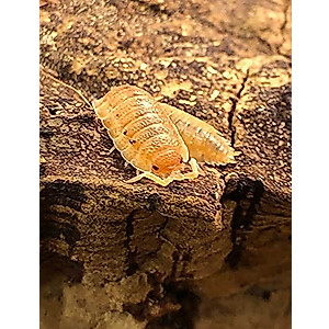 Bugzy Bugs Porcellio Orange Scabers Live Isopods Roly Polys Cleanup Crew for Terrarium Reptile Food 12 Count