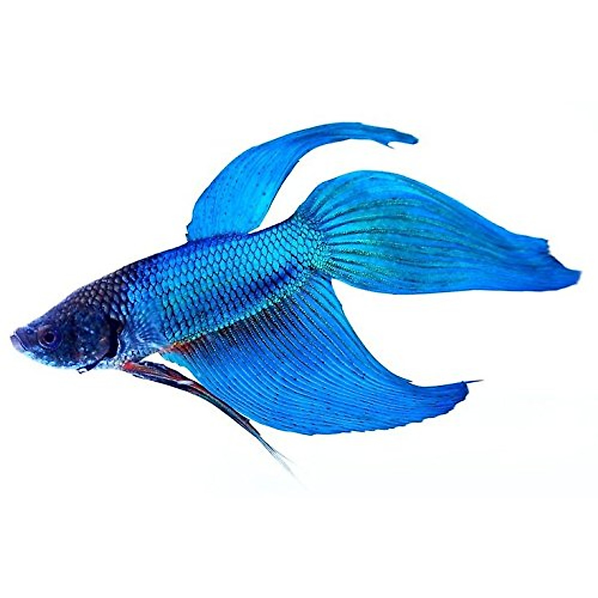 Betta Splendens Siamese Male Fighting Fish - Assorted Colors | Live Tropical Aquarium Fish