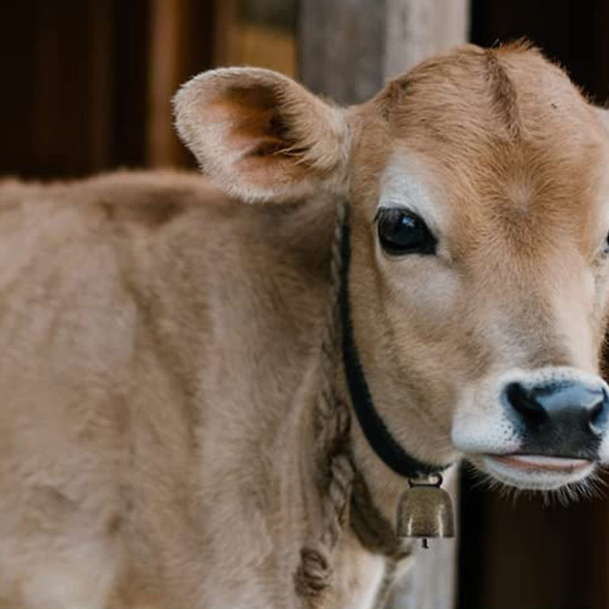 8 Pack Cow Horse Sheep Grazing Copper Bells, Small Metal Brass Bells, Loud Ringing Cowbell Noisemakers, Hanging Jingle Bell for Animal Pet Collar Doors Crafts Christmas Wedding Decor (Bronze)