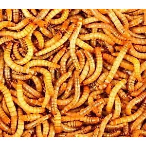 Surmen Legacy 3000 Count Live Mealworms (3/4-1 Inches)