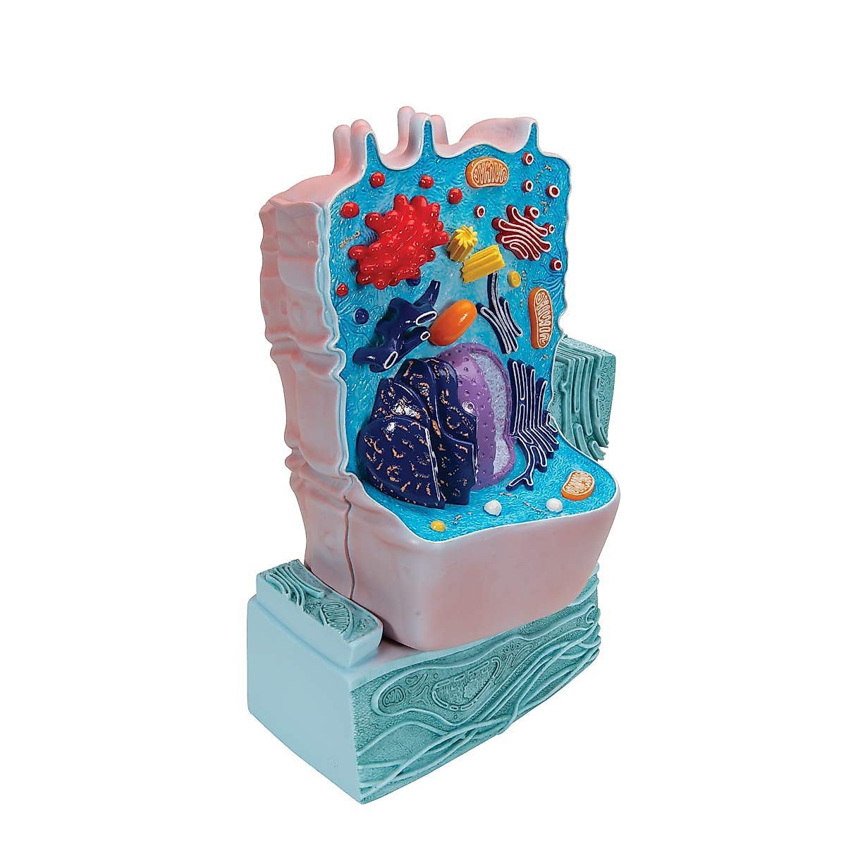 3B Scientific R04 Animal Cell Model, 8.3" x 4.3" x 12.2"