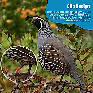 Weewooday 300 Pieces 8 mm Pigeon Leg Bands Ring Bird Quail Chicken Plastic Multi Color Foot Bands Clip on Leg Rings for Chicks Bantam Finch Dove Lovebird Small Poultry