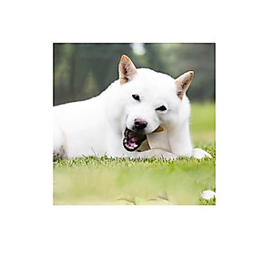 MPP Stuffed Cheese 6 Inch Shin Dog Bones Refillable Dental Chew Delicious and Nutritious (1 Bone)