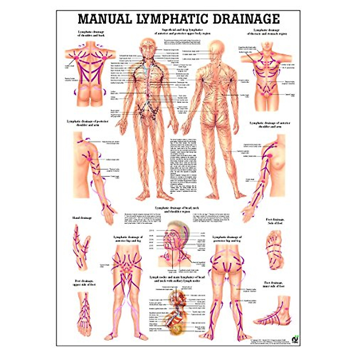 Lymphatic Drainage Laminated Anatomy Chart Lymphatic Drainage Laminated Anatomy Chart Lymphatic Drainage Laminated Anatomy Chart Lymphatic Drainage Laminated Anatomy Chart Lymphatic Drainage Laminated Anatomy Chart Lymphatic Drainage Laminated Anatomy Cha