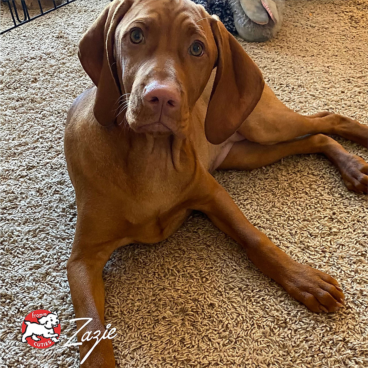 Fromm Heartland Gold Large Breed Puppy Dry Dog Food - Dry Puppy Food for Large & Giant Breeds - Beef Recipe - 4 lb