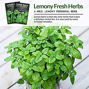 Survival Garden Seeds - Lemon Balm Seed for Planting - Packet with Instructions to Plant and Grow Melissa Officinalis in Your Home Vegetable Garden - Non-GMO Heirloom Variety