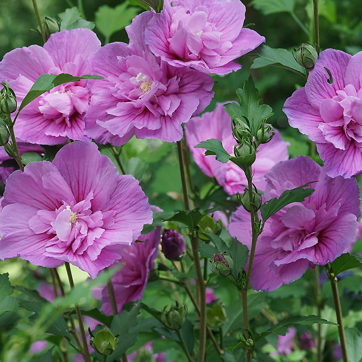 Proven Winner Chiffon Hibiscus, 2 Gal, Dark Lavender Flowers