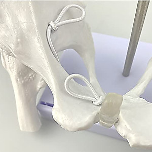 Flexible Female Pelvis Model with Movable Femur Heads and Joints, Life Size Female Pelvis with Stand Base, for Childbirth Education/CBE Doula Exhibit Midwife Anatomy, Teaching and Studying Purpose