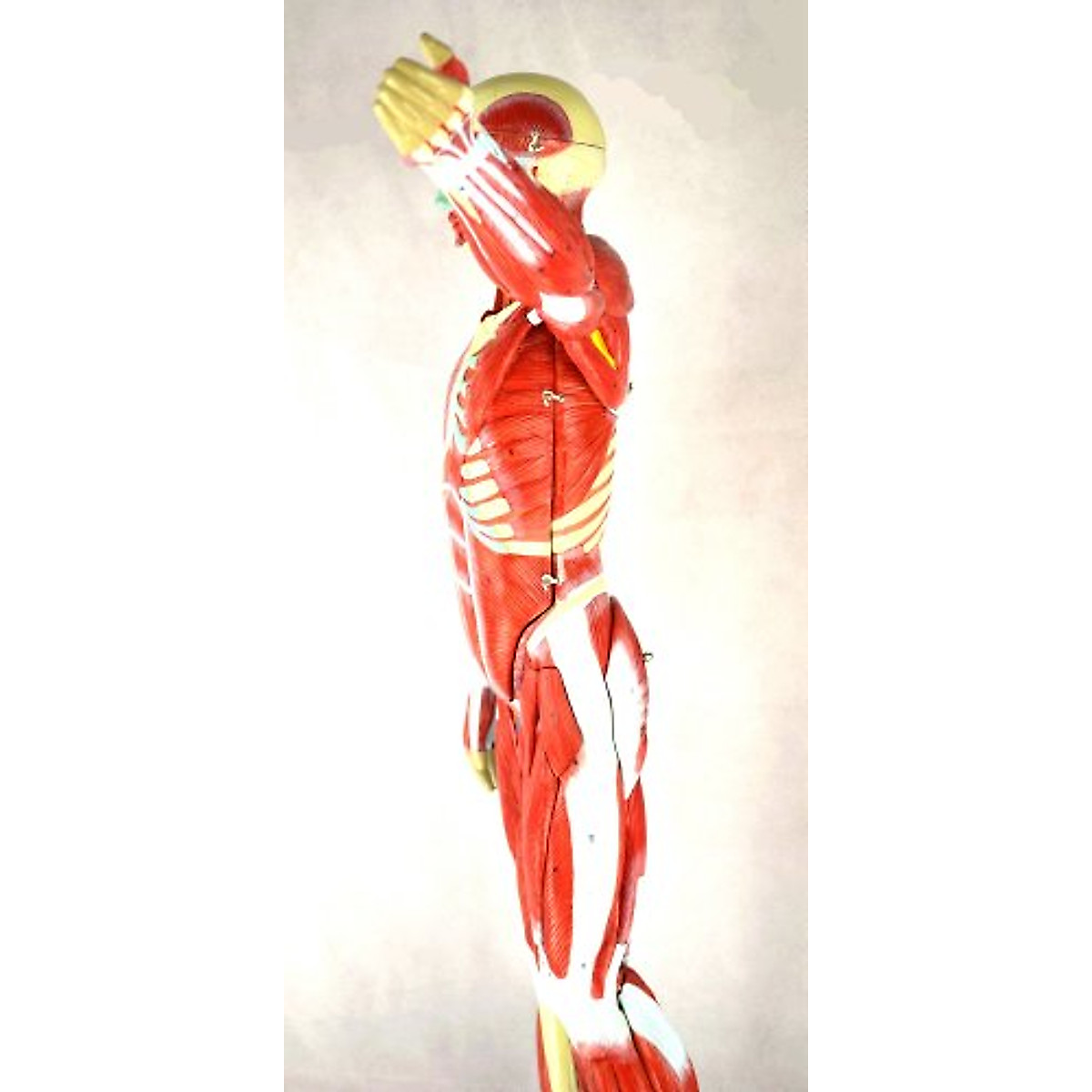 Wellden Product Anatomical Human Muscular Figure Model, 27-part, 1/2 Life Size, Numbered