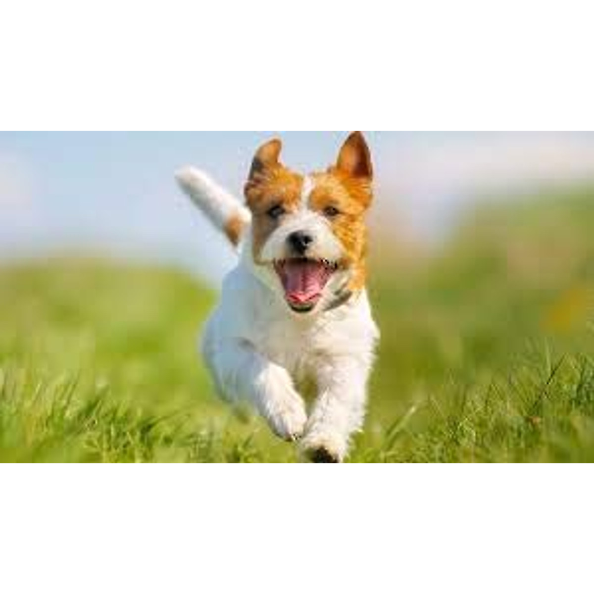 PET SUPPLEMENTS & NUTRITION LLC Dog Joint Powder - Dog Hip and Joint Health Formula - Stiff Joint Solution - Stronger Bones - Pain Relief - Vitamin c for Dogs chewable - 3 Bottles (360 Treats)